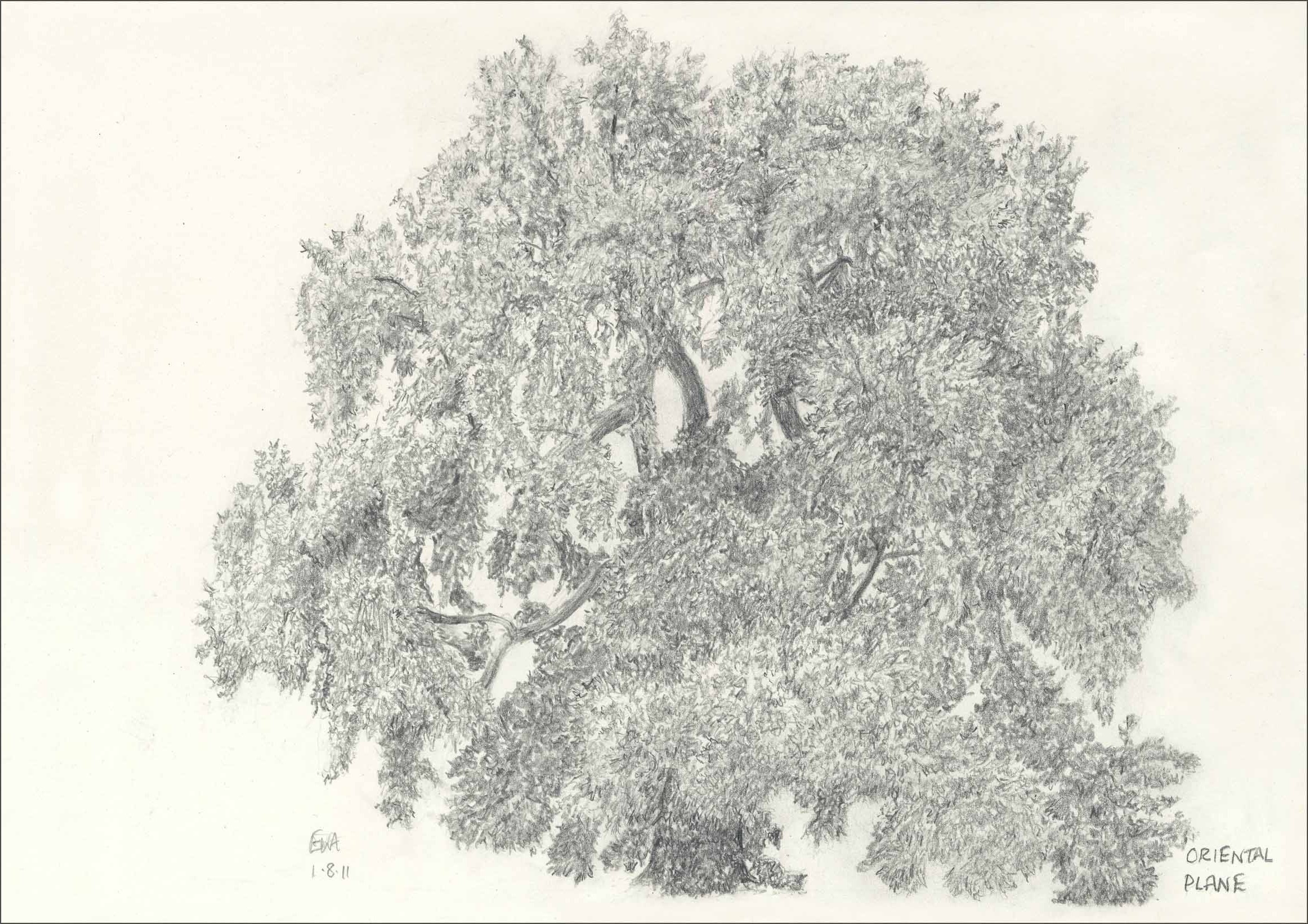 Trees of Royal Botanic Gardens, Kew | Tree drawings
