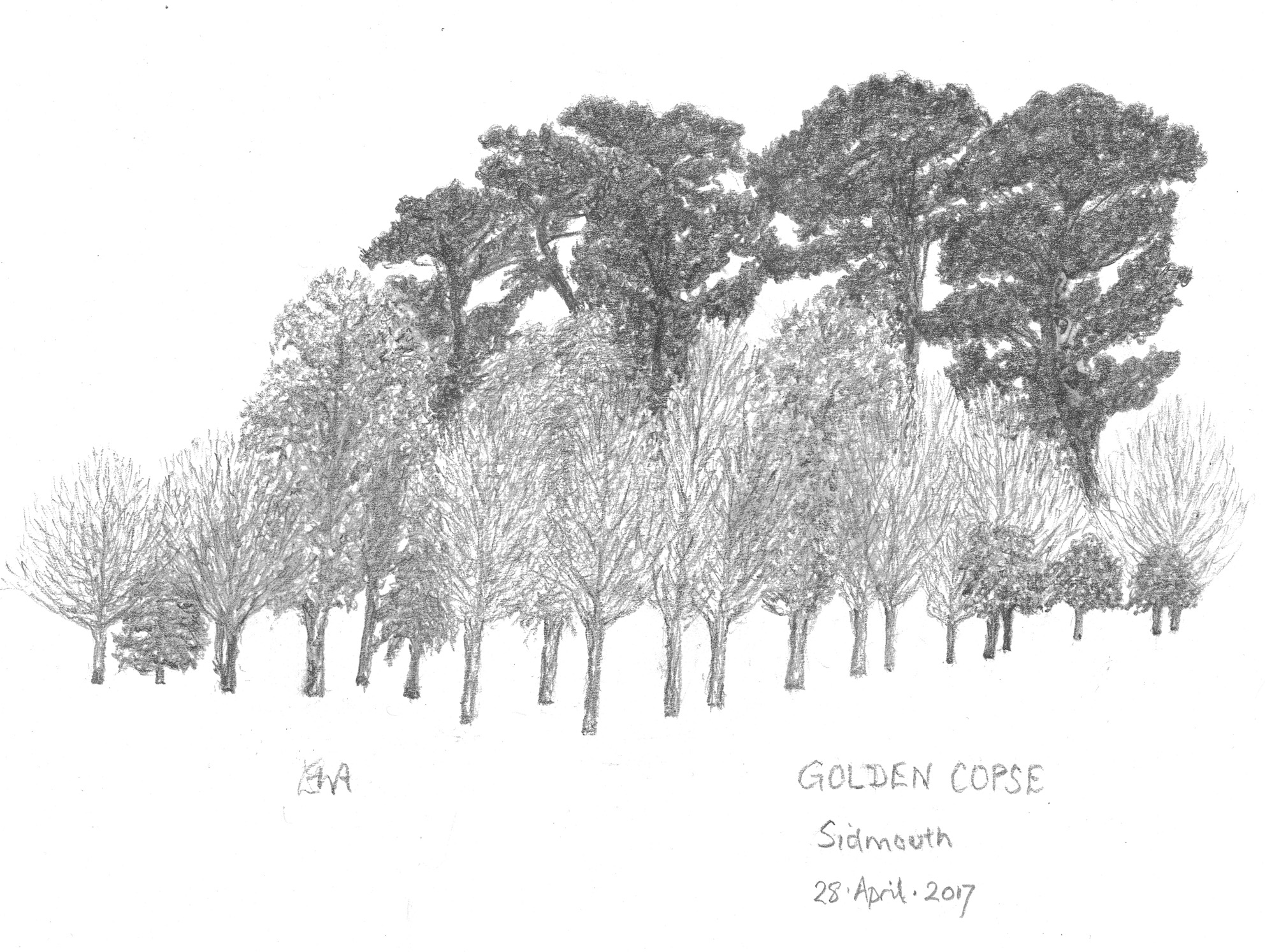 Ash Dieback Monitoring | Tree drawings