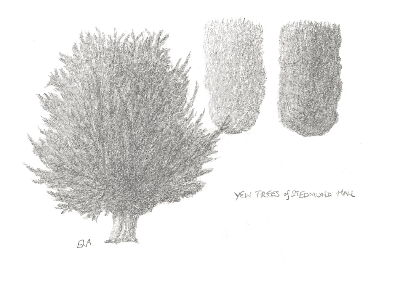 How To Draw A Yew Tree
