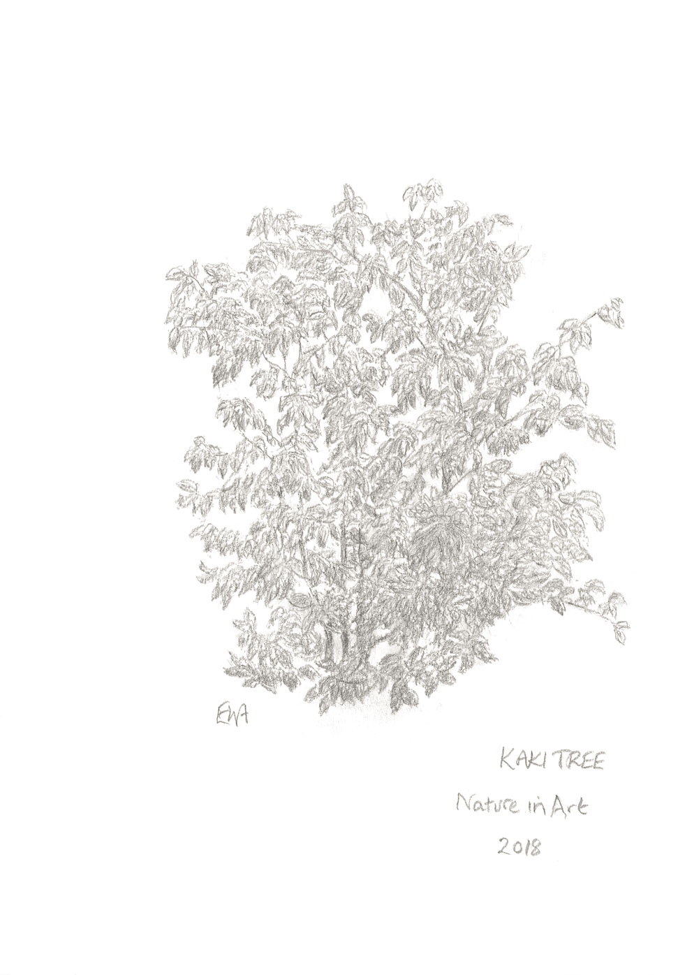 2018 | Tree drawings
