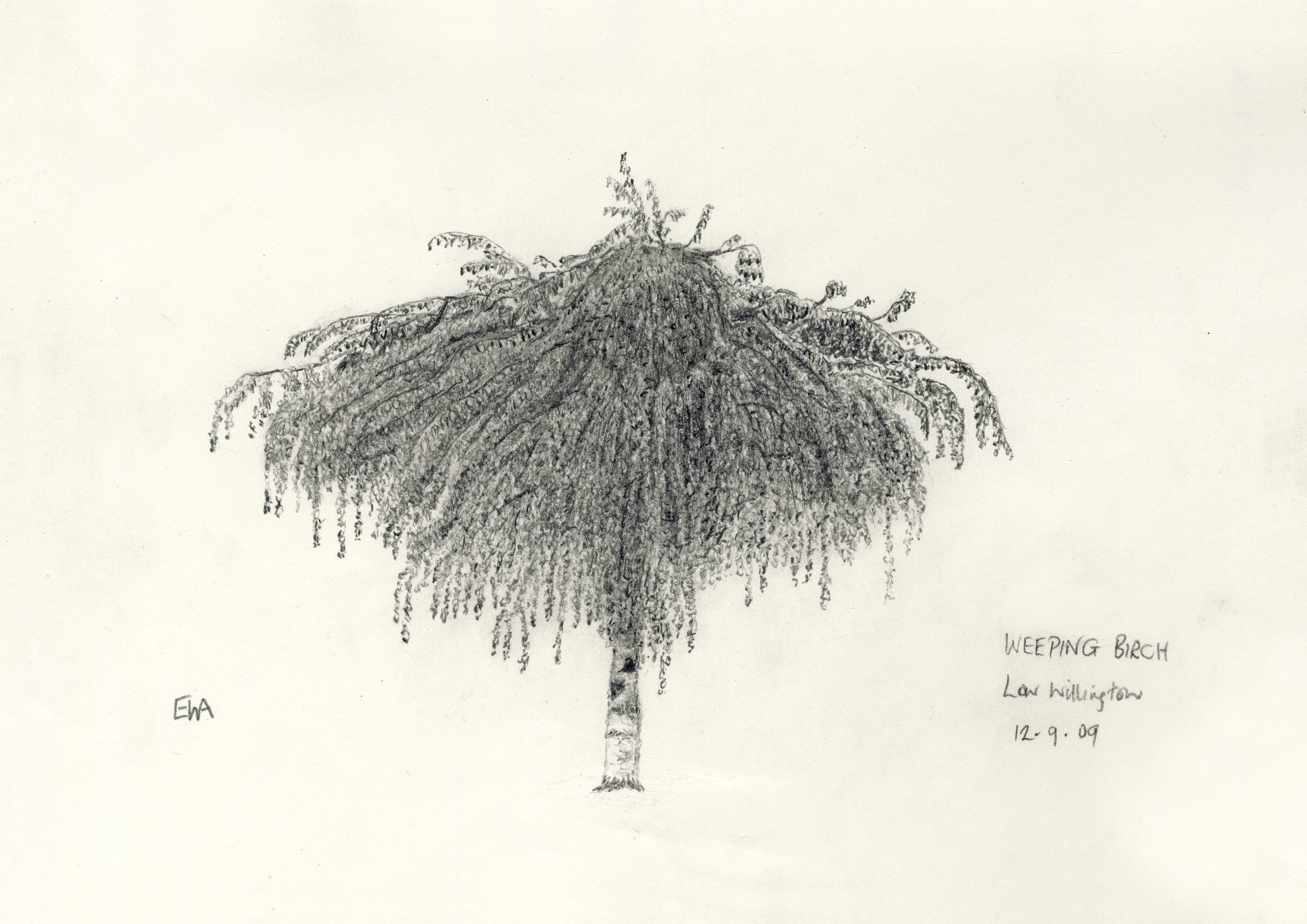 2010 | Tree drawings