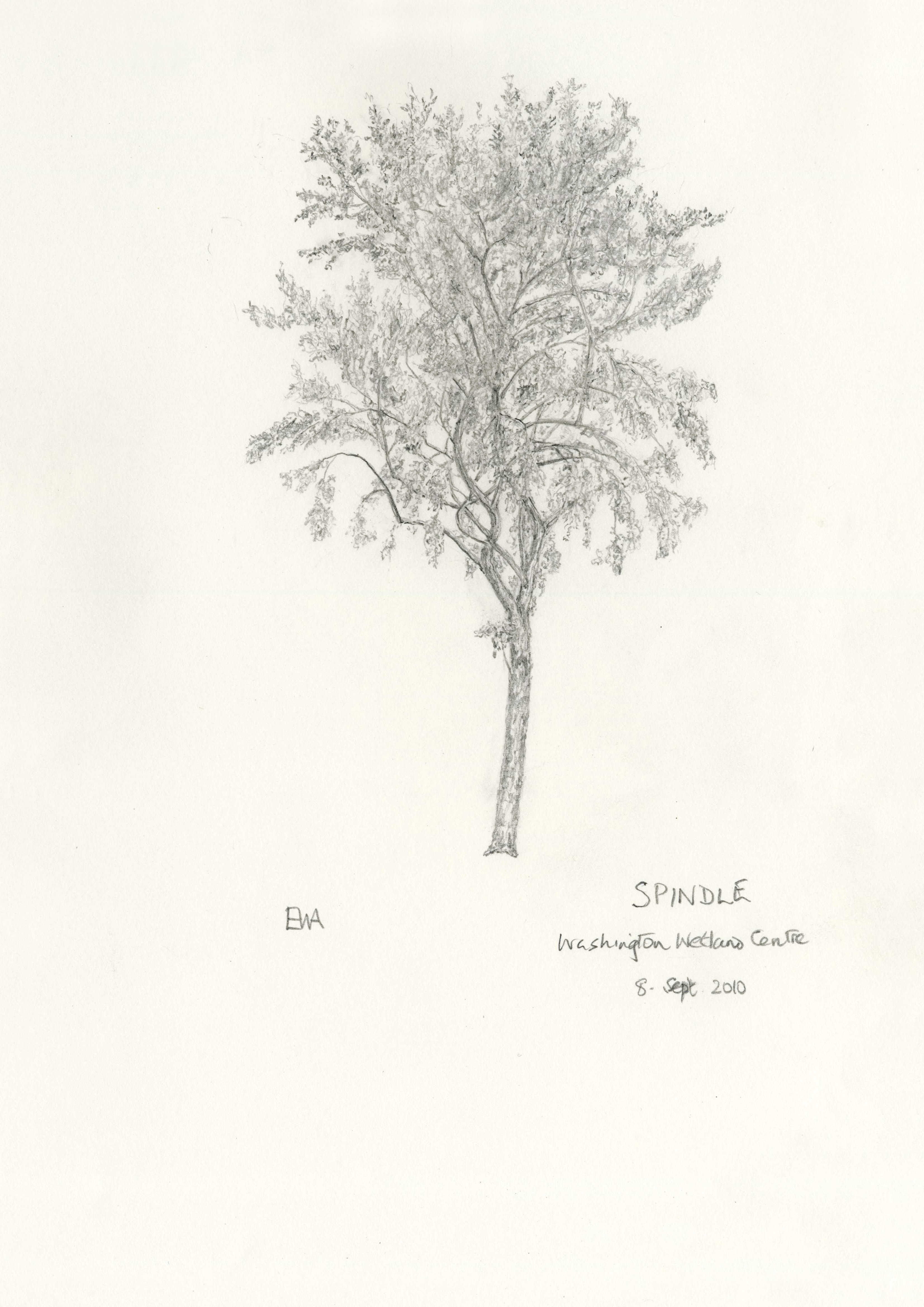 2010 | Tree drawings