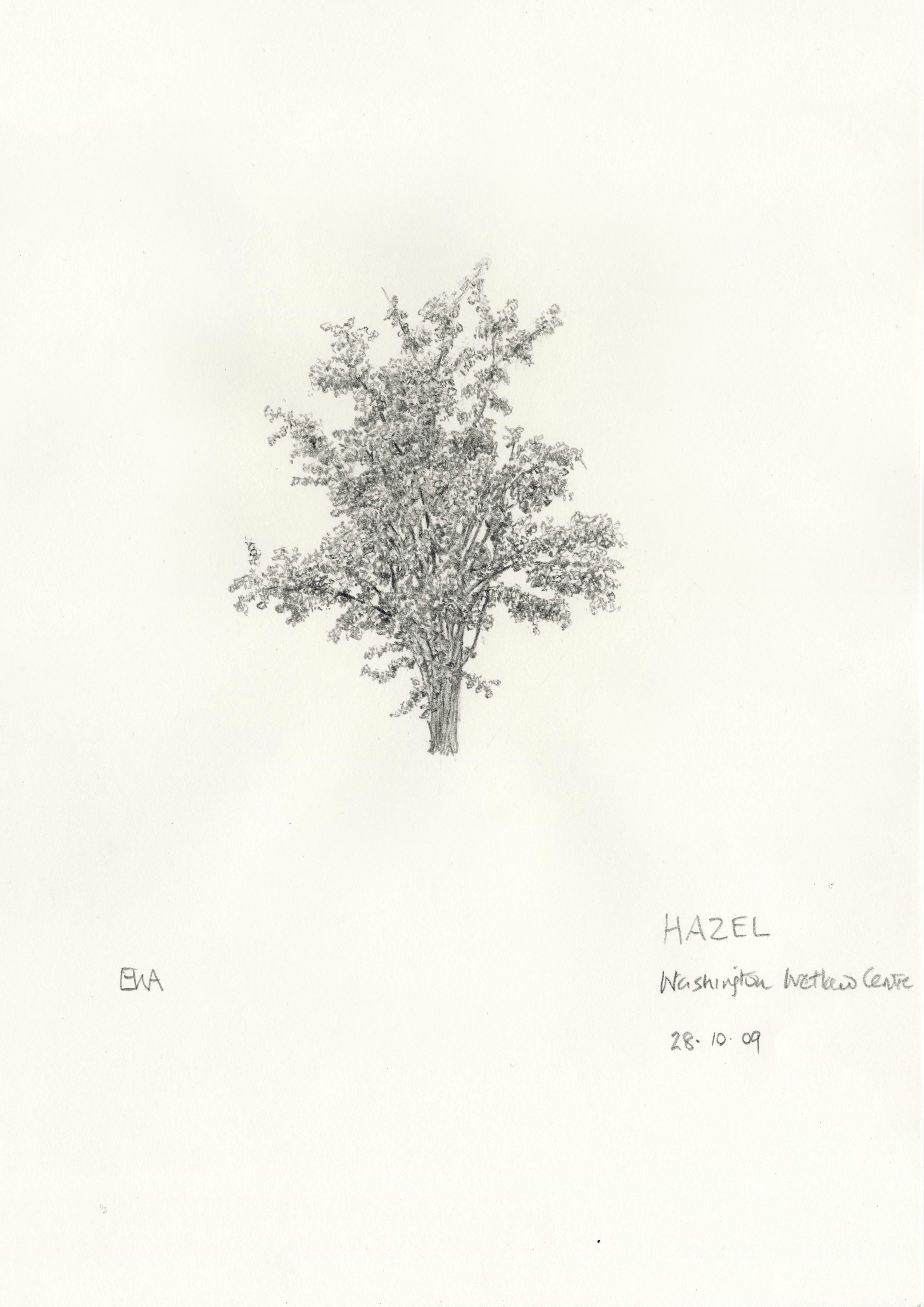 2010 | Tree drawings