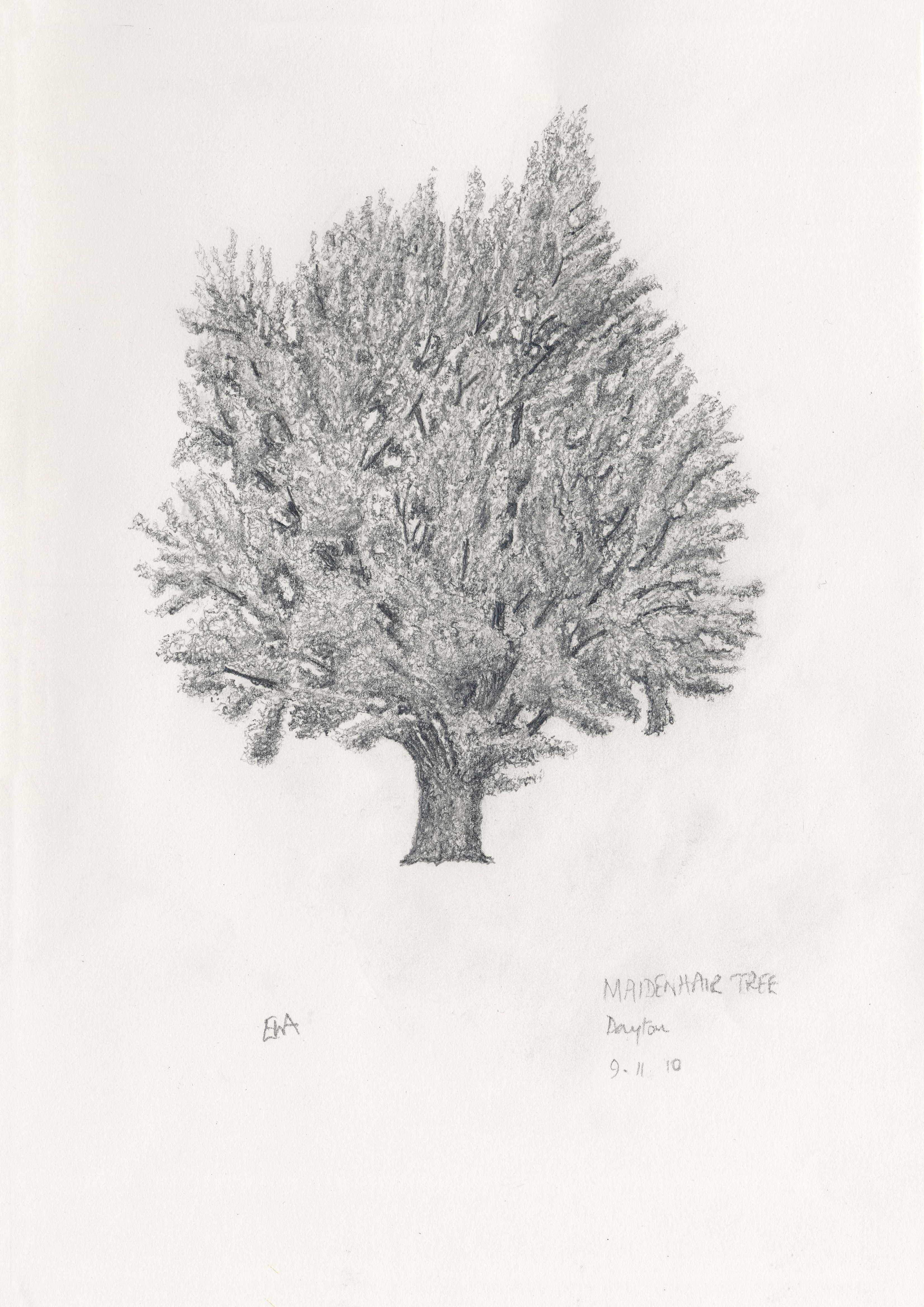 2010 | Tree drawings