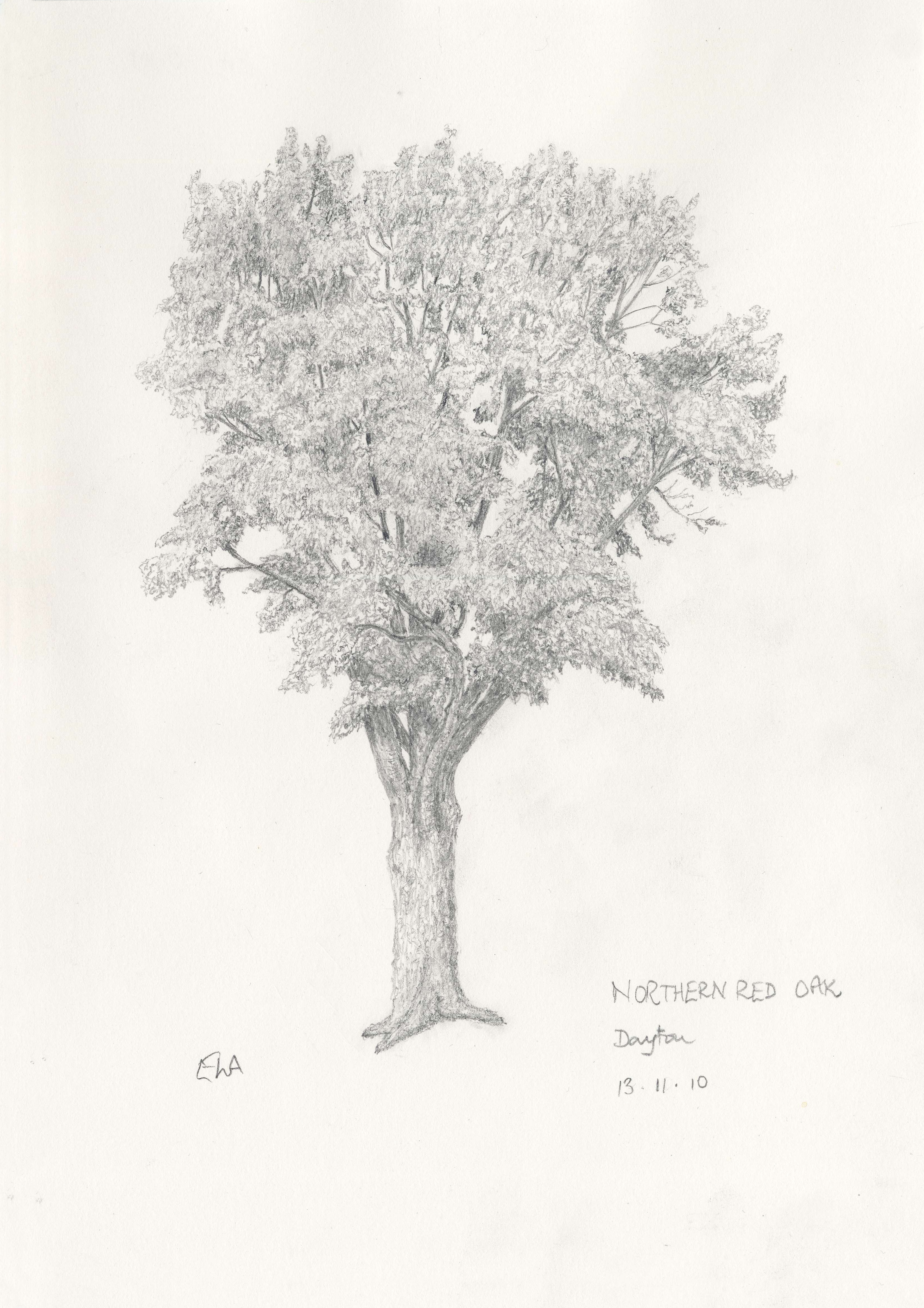 2010 | Tree drawings