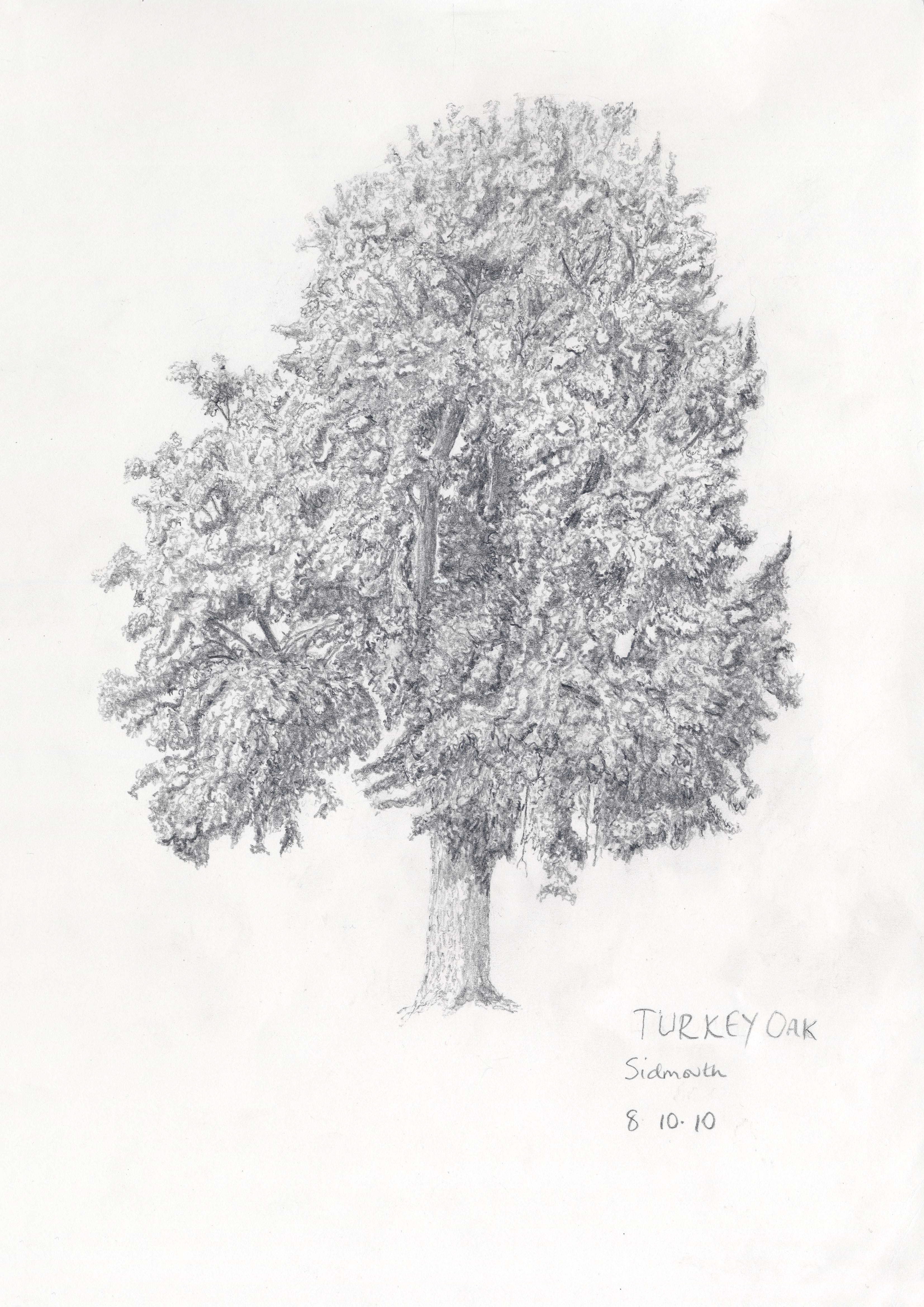 2010 | Tree drawings