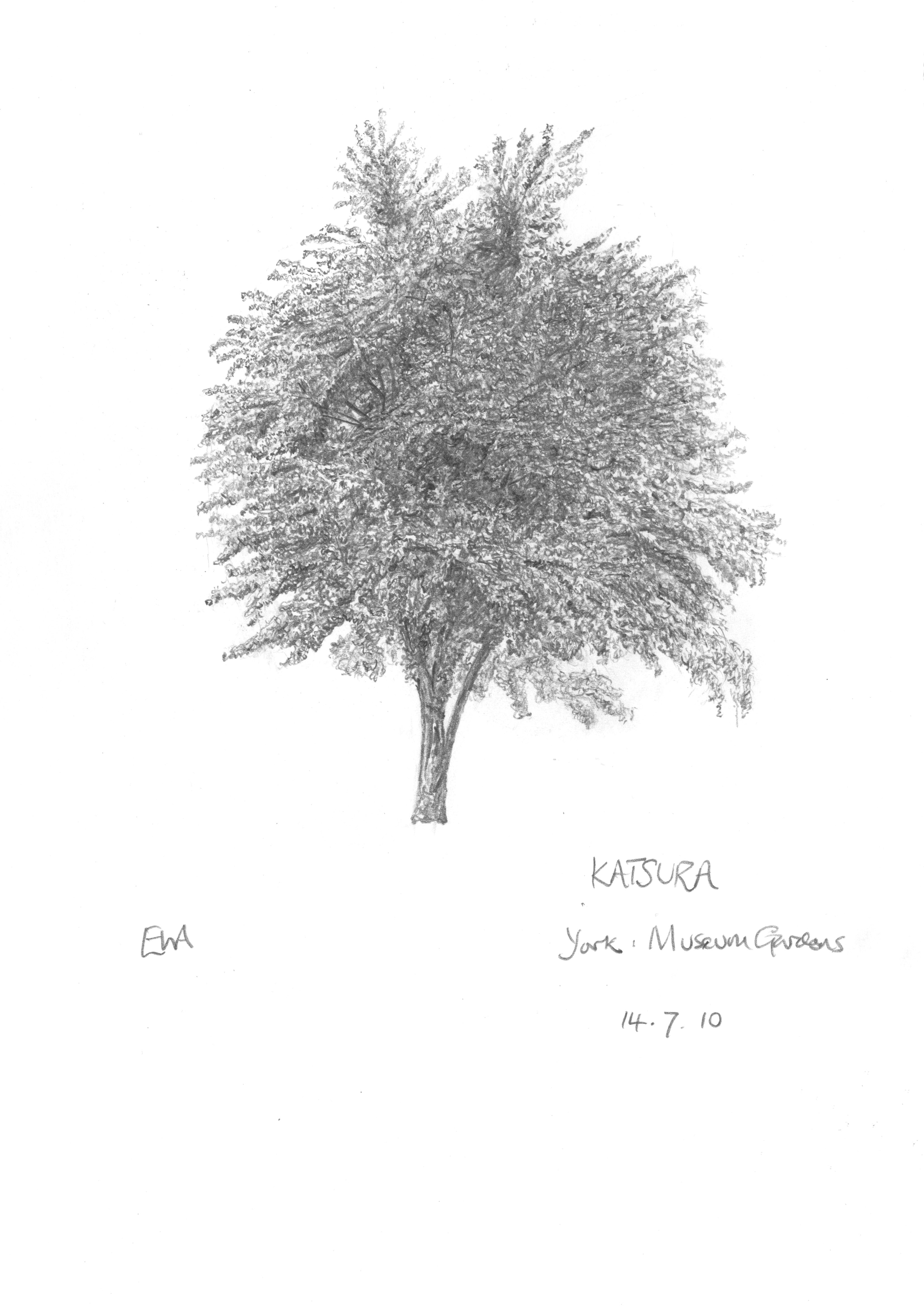 2010 | Tree drawings
