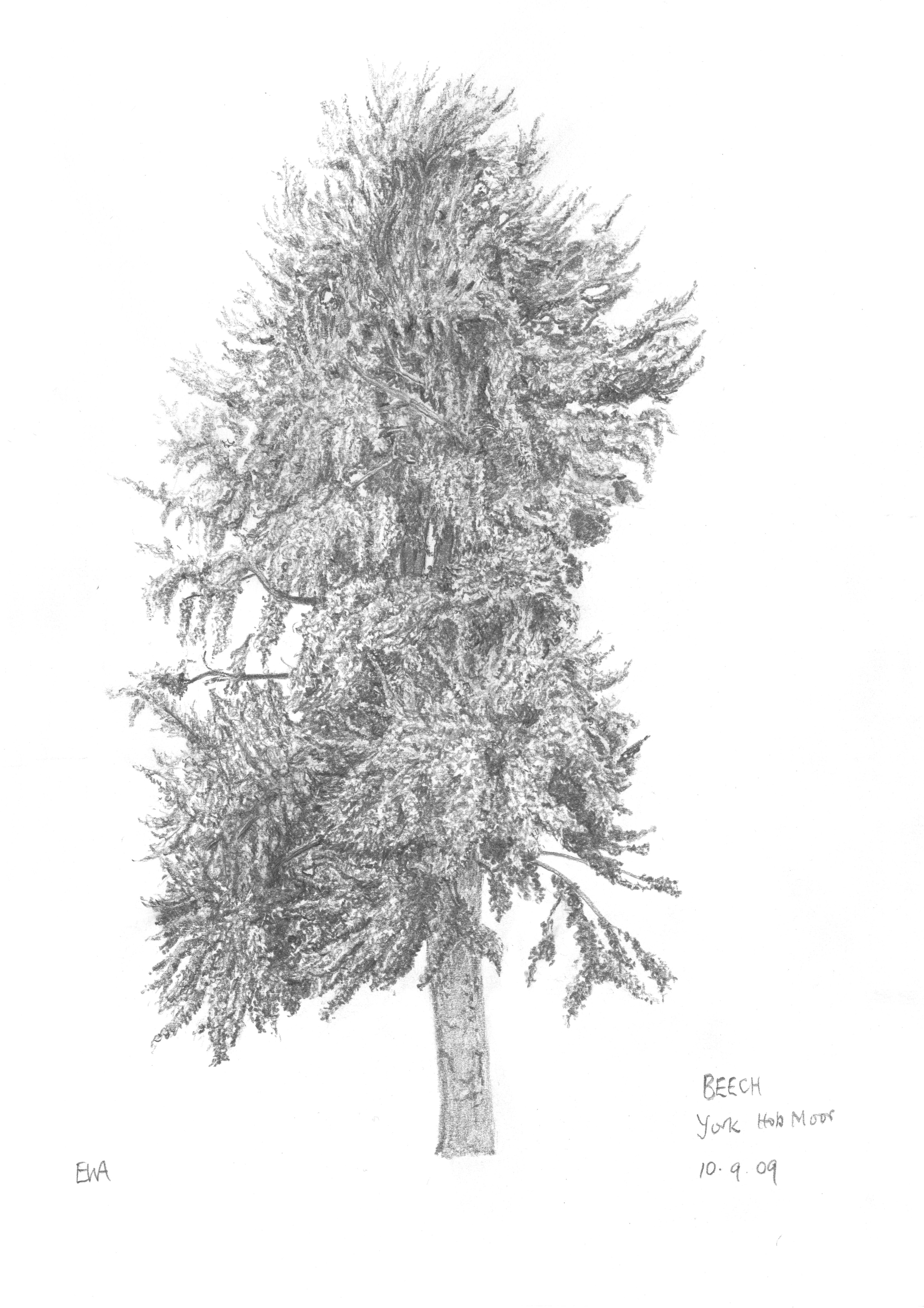 2010 | Tree drawings