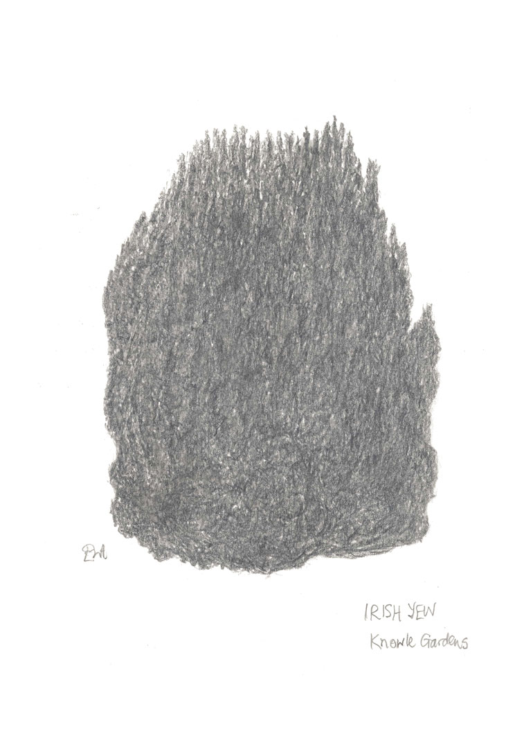 2018 | Tree drawings
