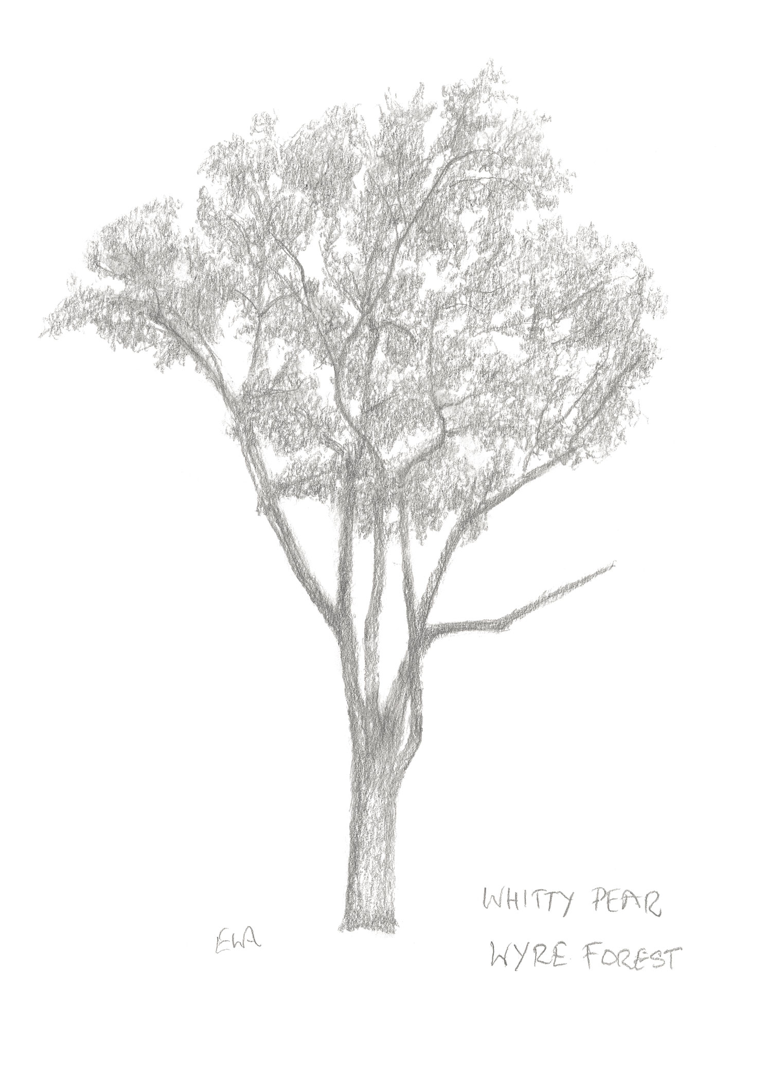 Blog | Tree drawings